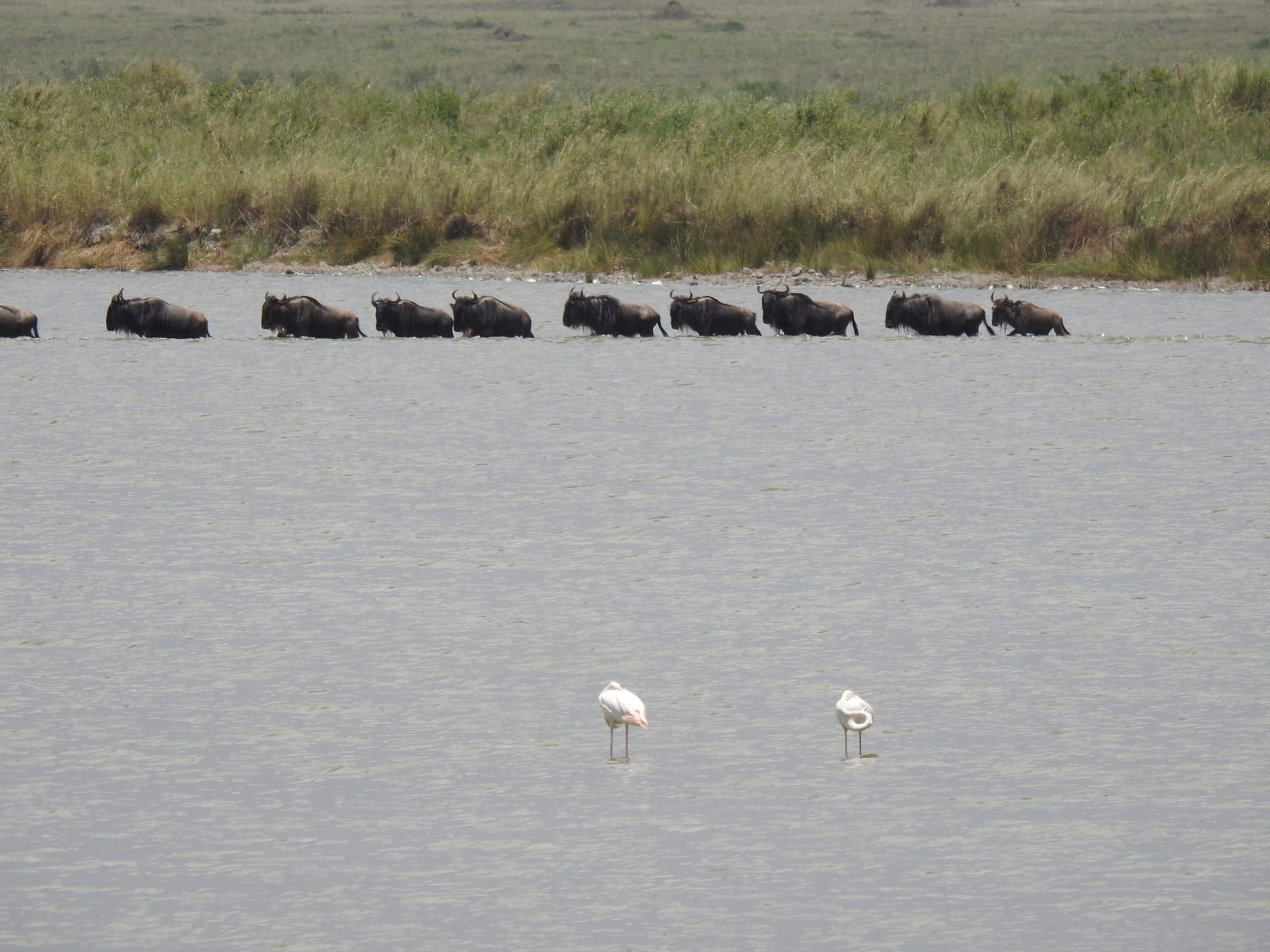 Safari with Malaika Travel - Serengeti National Park